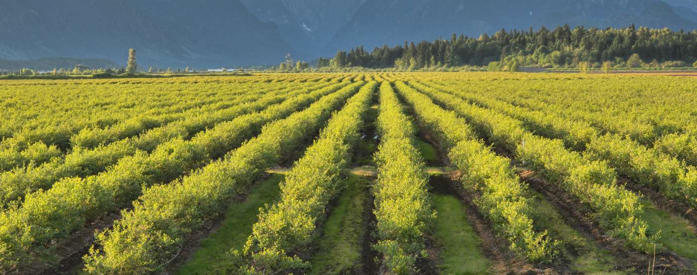 Blueberries - Superfresh Growers