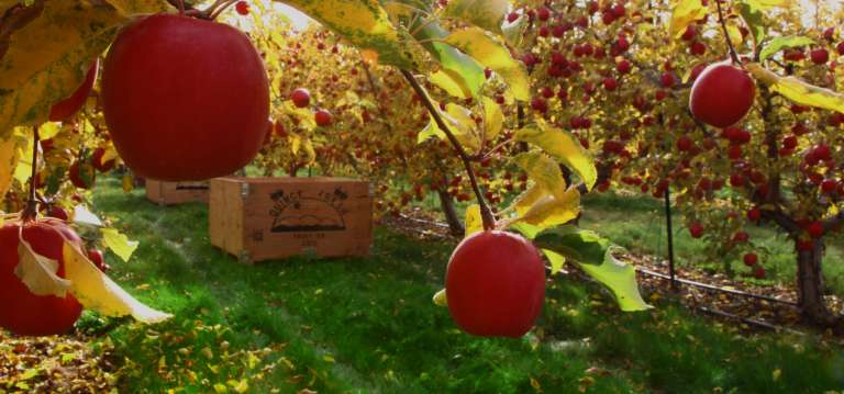 Food Safety - Superfresh Growers