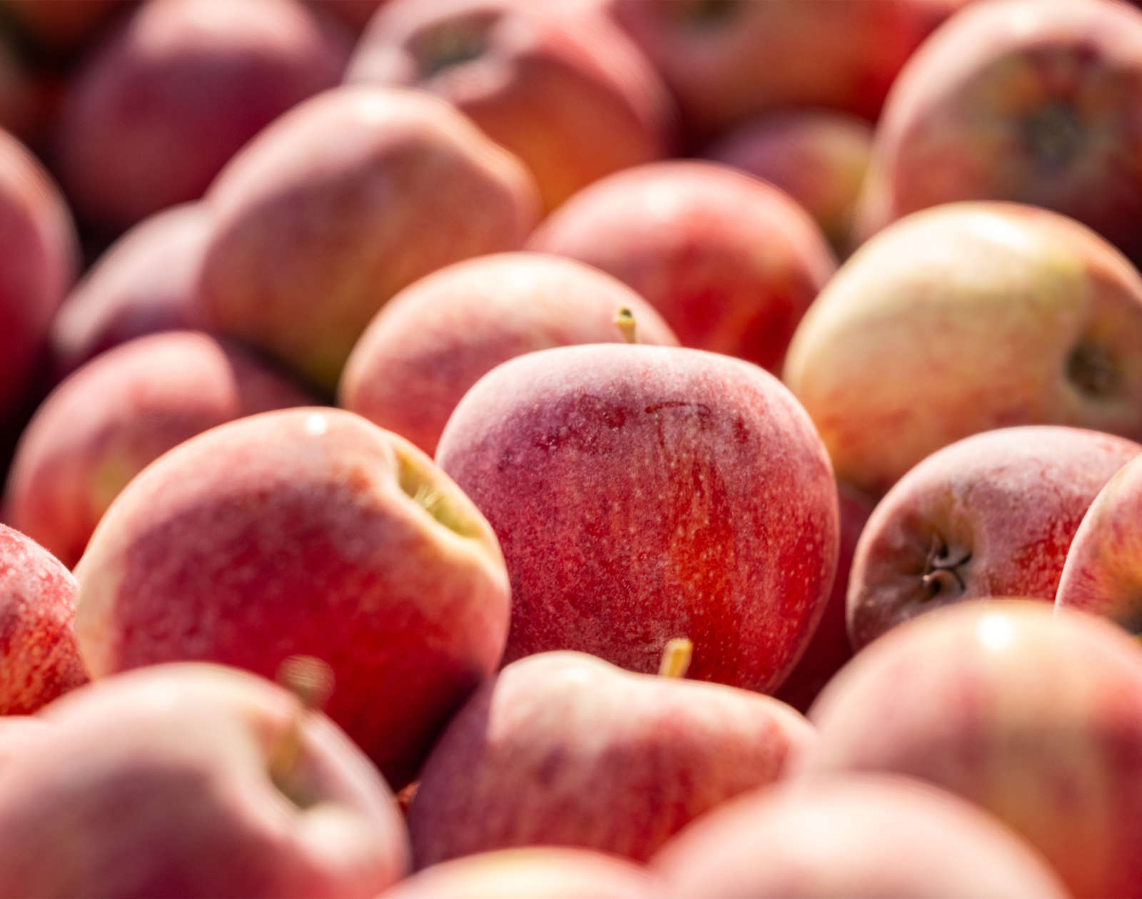 Orchard Buddies - Superfresh Growers