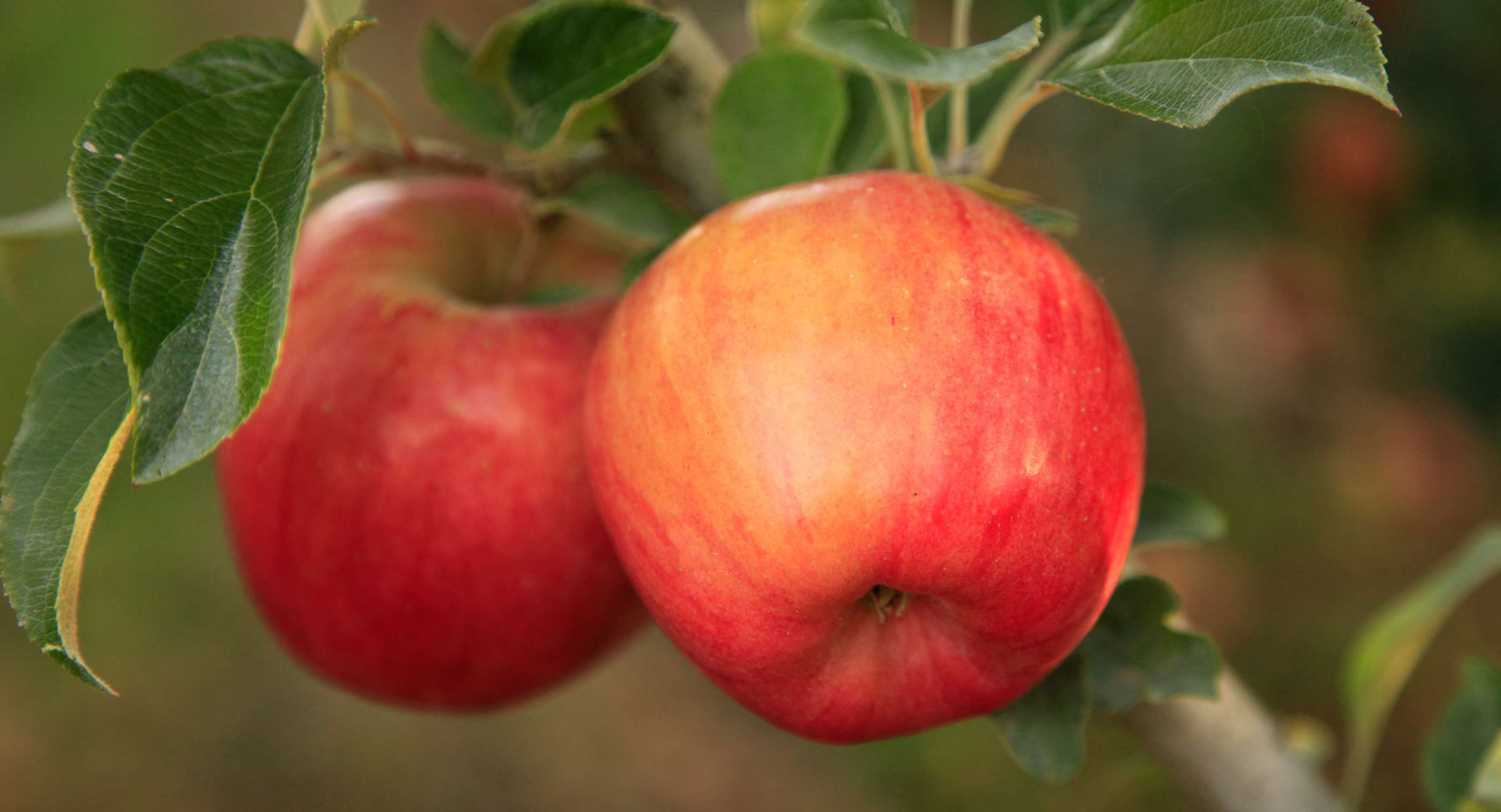 Autumn Glory® - Superfresh Growers