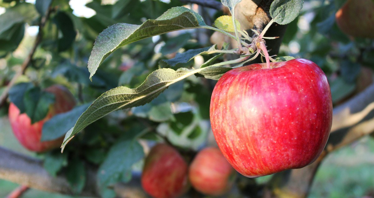 Autumn Glory Apple Season Begins - Superfresh Growers