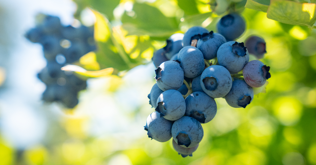 Superfresh Growers Kicks Off 2024 Blueberry Season - Superfresh Growers