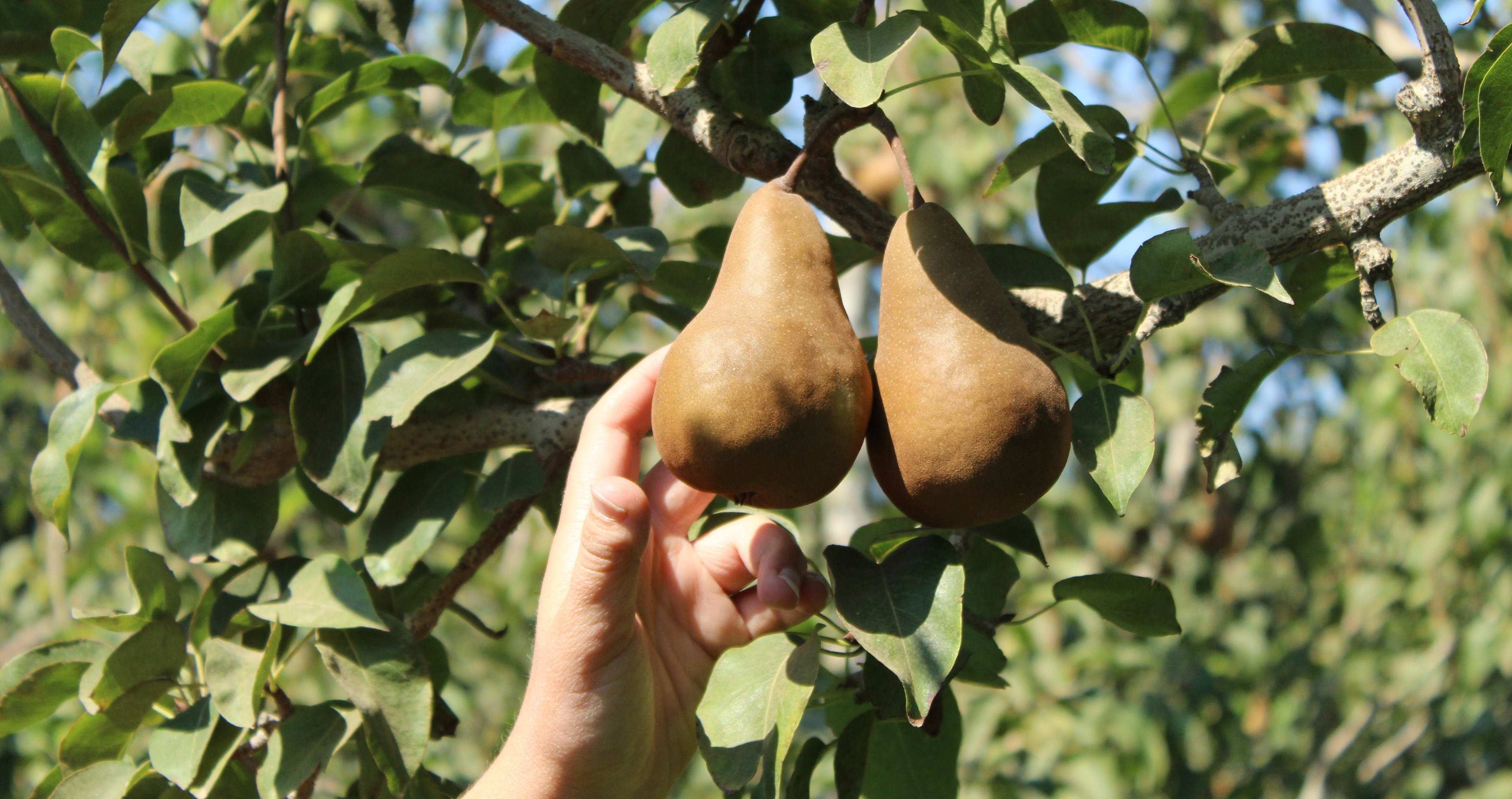 Organic Pear Crop is Promising - Superfresh Growers
