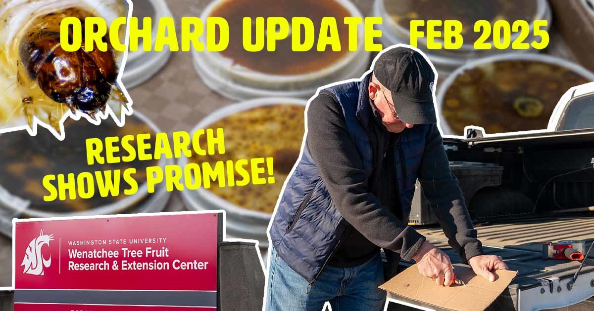 Orchard Update FEB 2025: WSU Research on Codling Moth Shows Promise ...