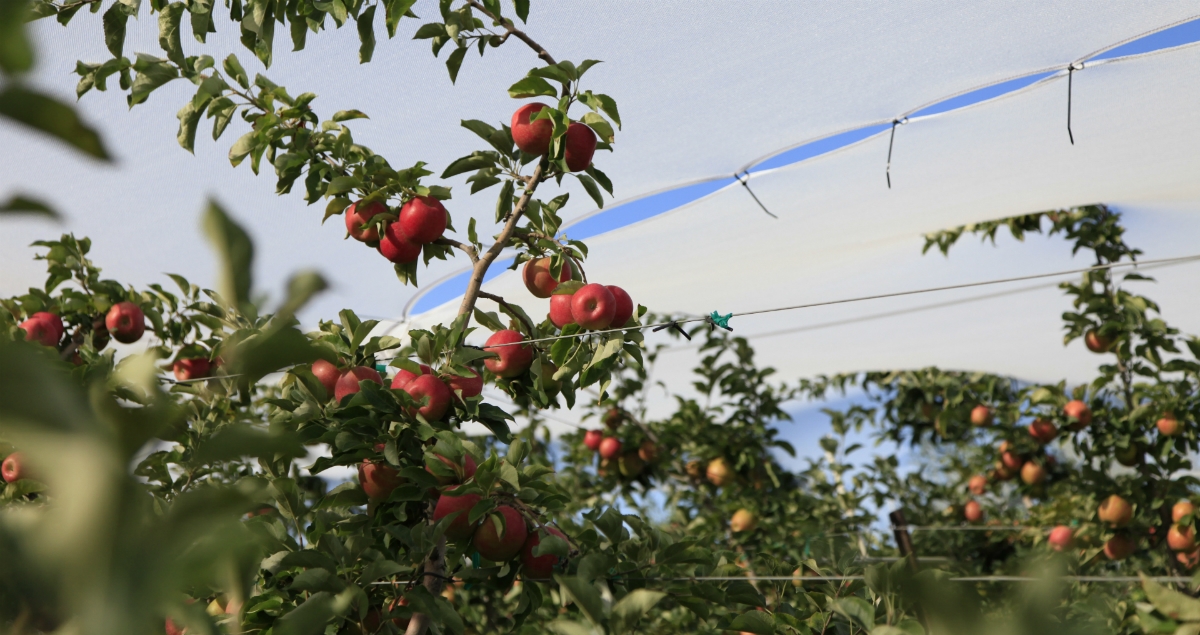 Sustainability Drives the Superfresh Growers Harvest - Superfresh Growers