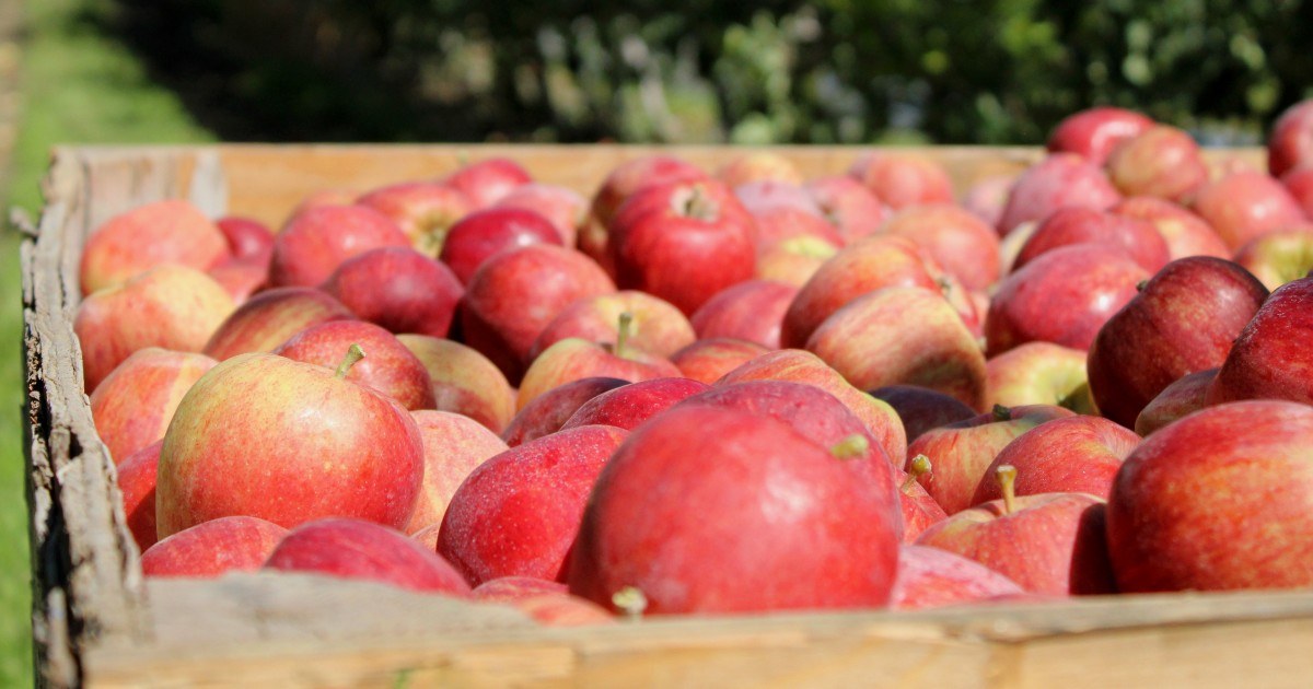 Summer Apple Demand Grows - Superfresh Growers