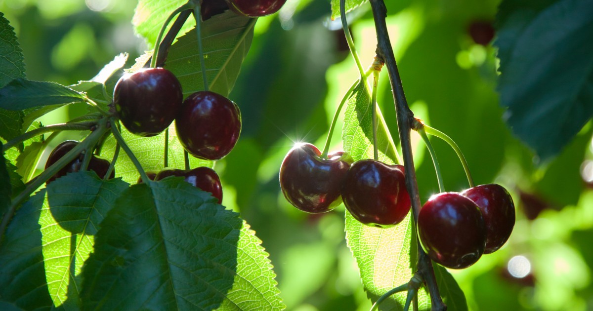 Expanding Cherry Production by 30% - Superfresh Growers