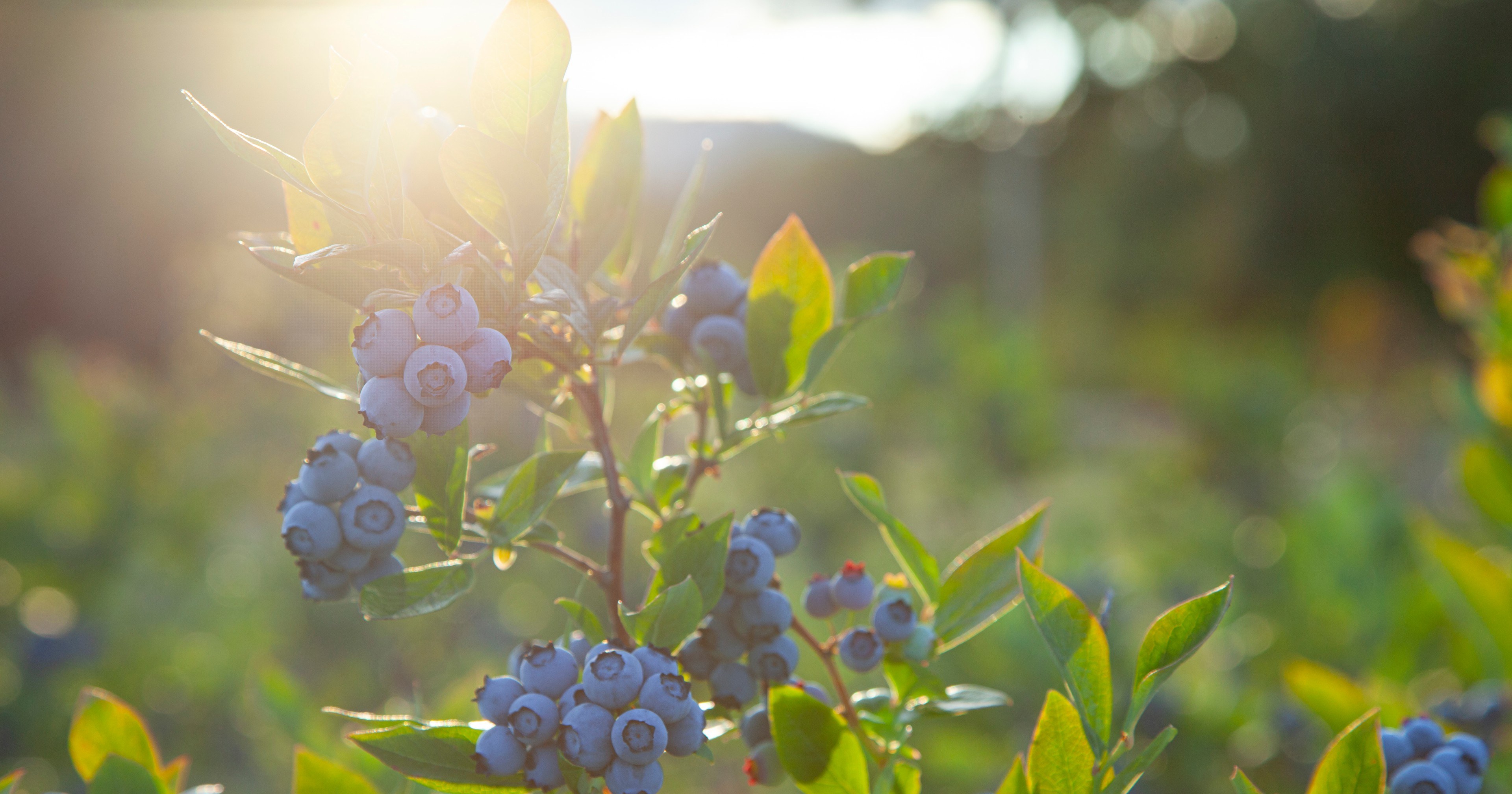 Berry Season is About to Begin - Superfresh Growers