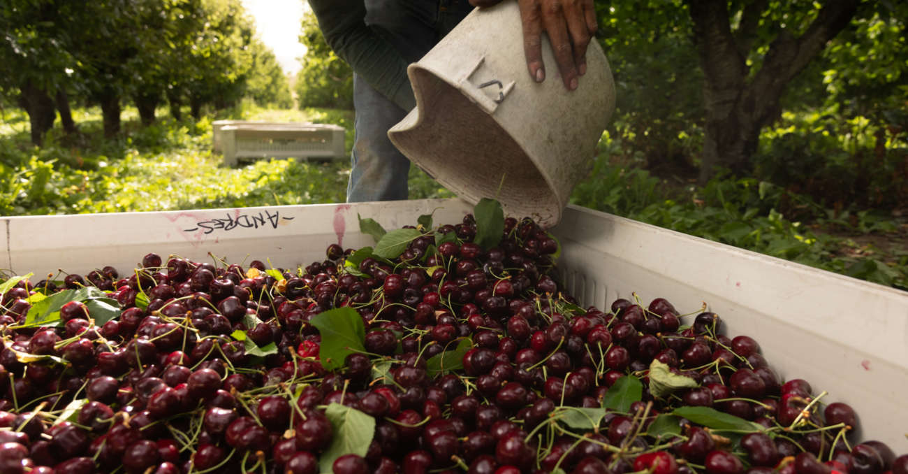 Anticipating Longest and Largest Cherry Season in the PNW - Superfresh ...