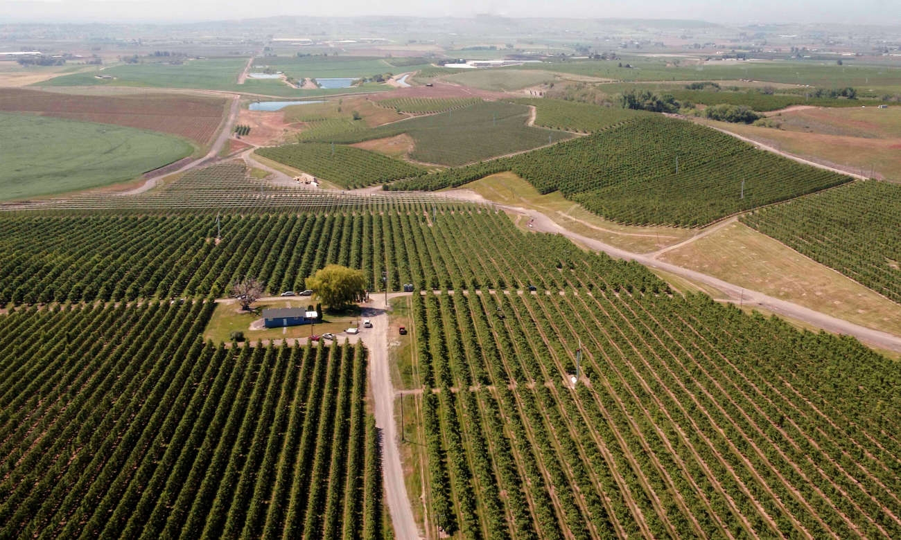 Orchard Update May 2024 - Superfresh Growers