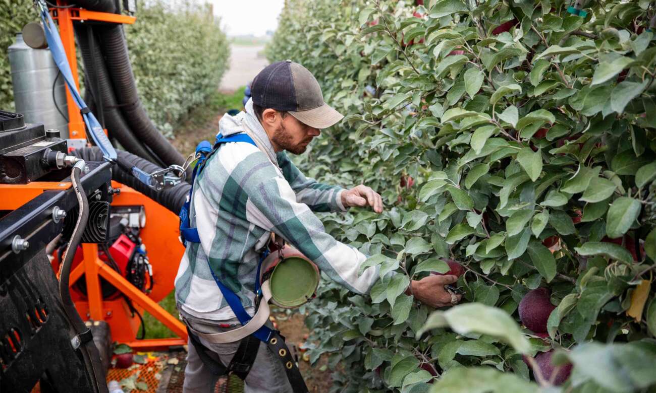 Revolutionizing Orchard Harvesting with the Cyclone - Superfresh Growers