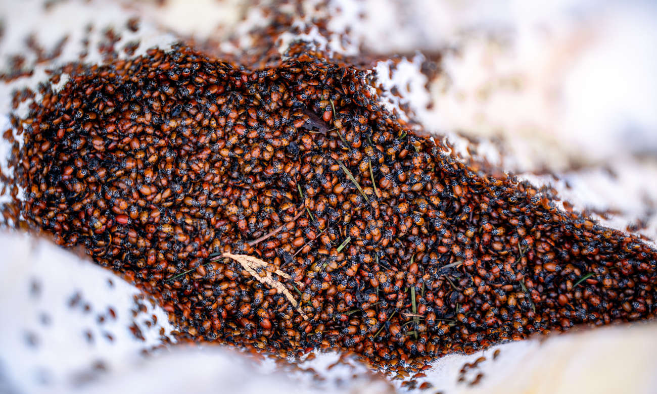 Battling Pests With IPM - Superfresh Growers