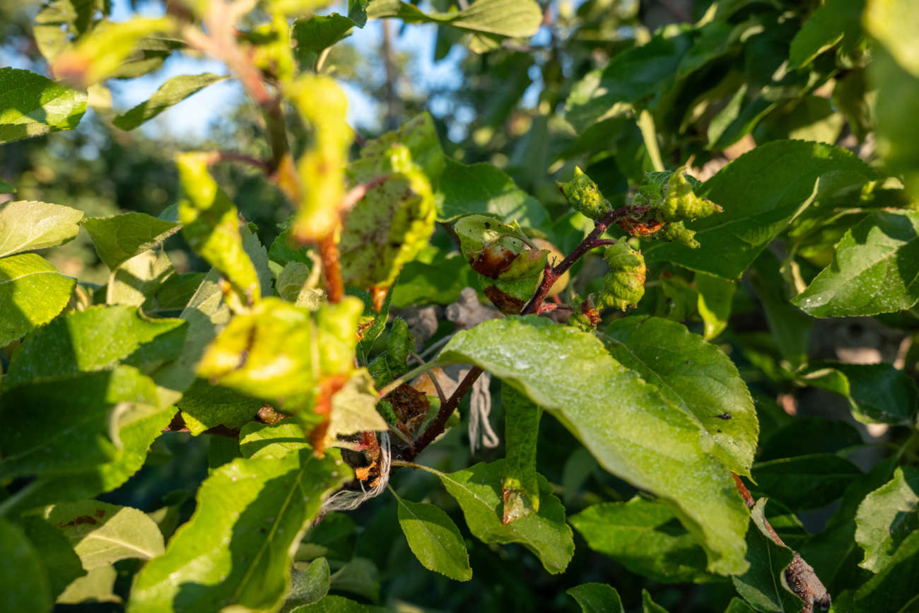 Battling Pests With IPM - Superfresh Growers