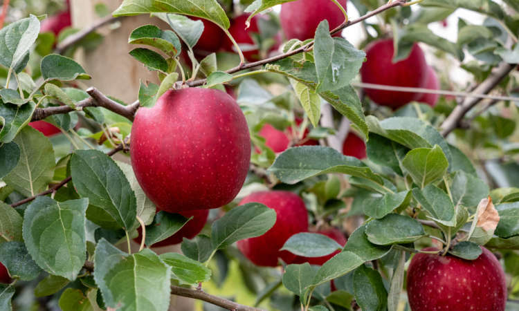 What's the secret behind Cosmic Crisp® ? - Superfresh Growers