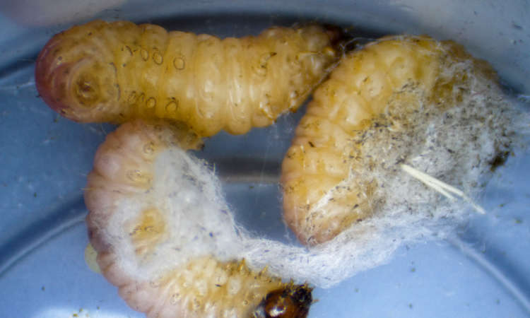 Orchard Update: WSU Research on Codling Moth Shows Promise ...