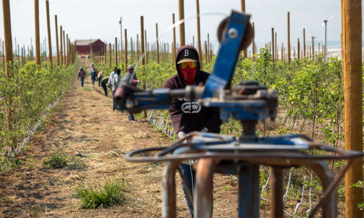 Cultivating Change Part II - Superfresh Growers