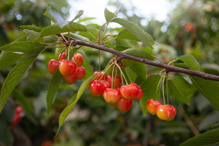 Superfresh Growers Announces the Arrival of Super Cherry™ - Superfresh ...