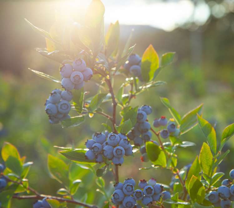 Berry Season is About to Begin - Superfresh Growers