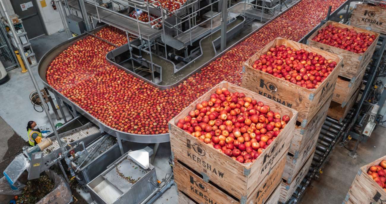 New Crop Apple Season: Abundance and Quality Unite - Superfresh Growers