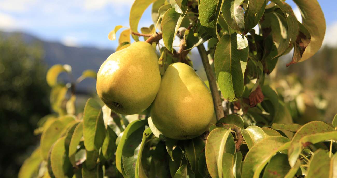 Northwest Pear Crop Remains Steady - Superfresh Growers