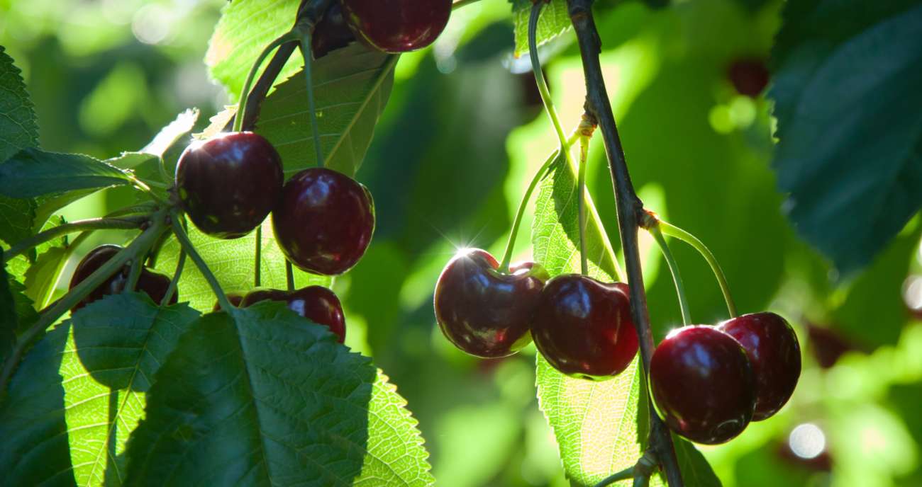 Expanding Cherry Production by 30% - Superfresh Growers