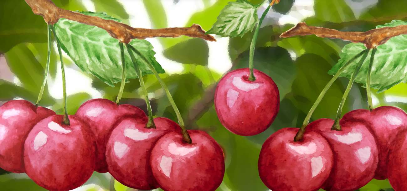 The Sweeten Up Your Summer Cherry Contest is Back! - Superfresh Growers The Sweeten Up Your Summer Cherry Contest is Back! - Superfresh Growers