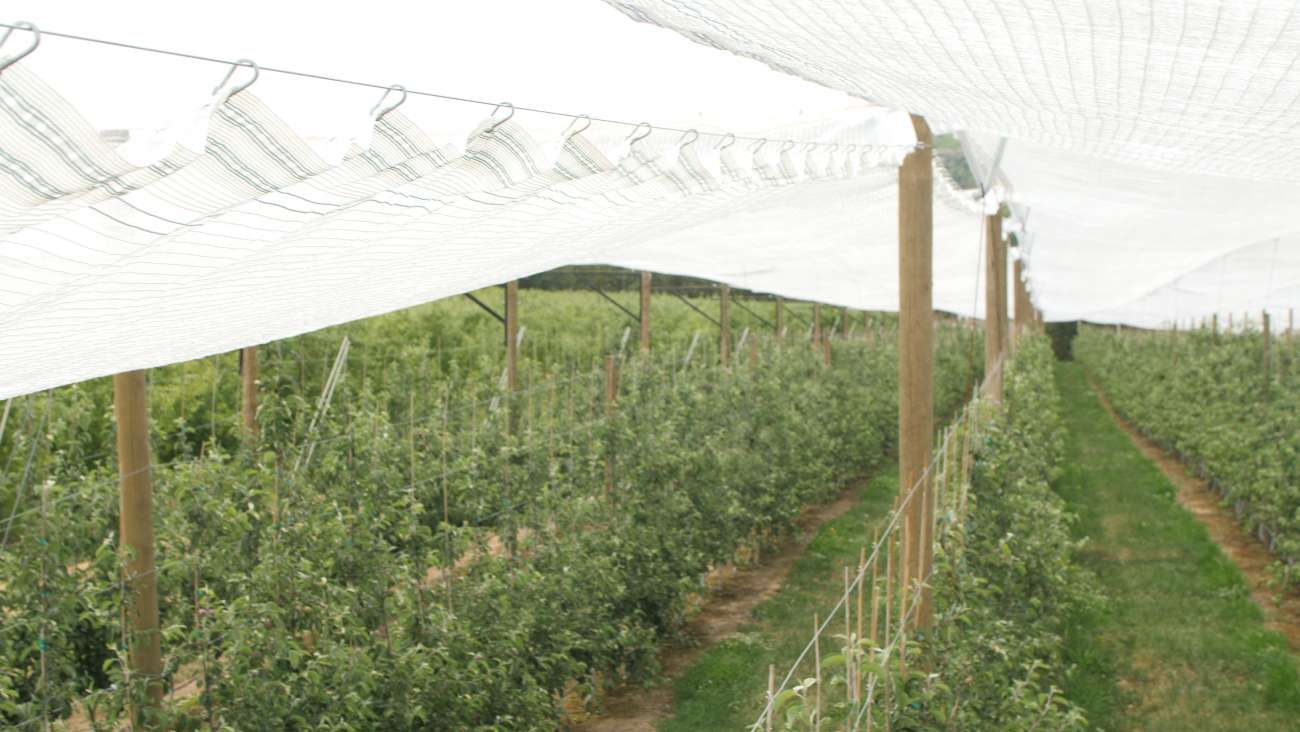 Orchard Update: Episode 50 - Superfresh Growers