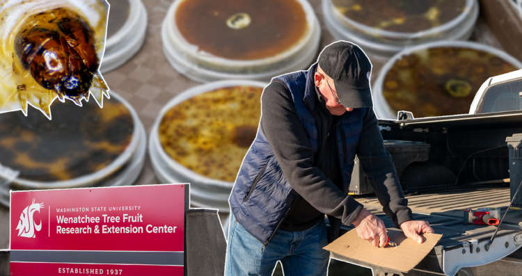 Orchard Update FEB 2025: WSU Research on Codling Moth Shows Promise ...