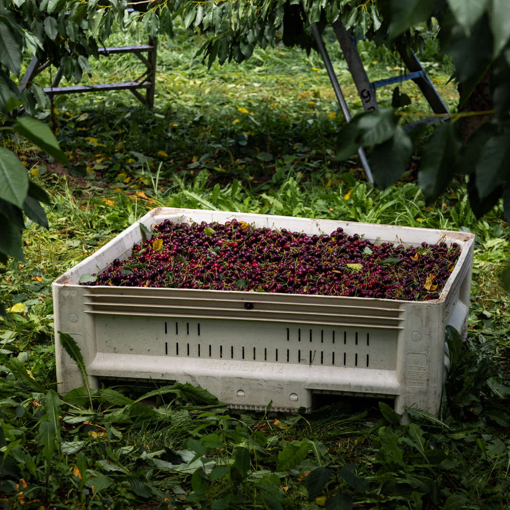 The Bite - Superfresh Growers