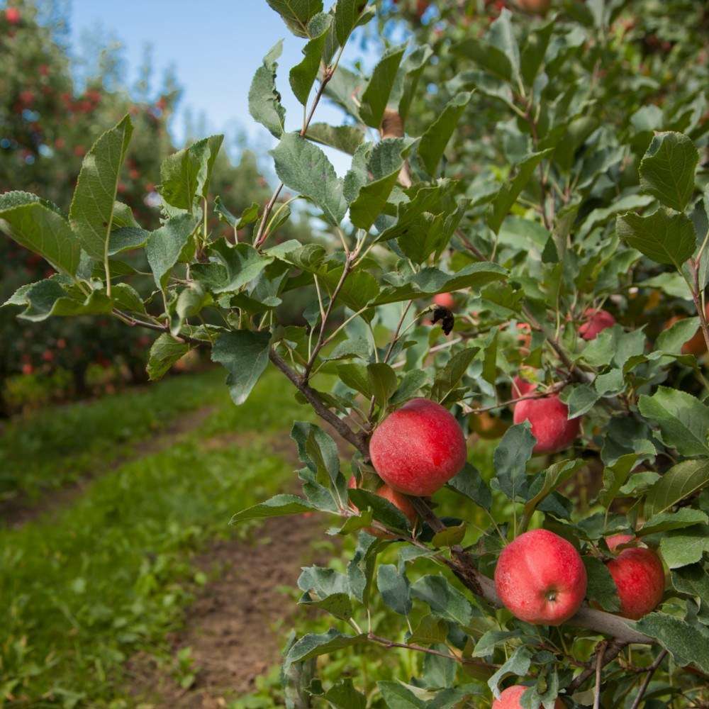 Summer Apple Demand Grows - Superfresh Growers