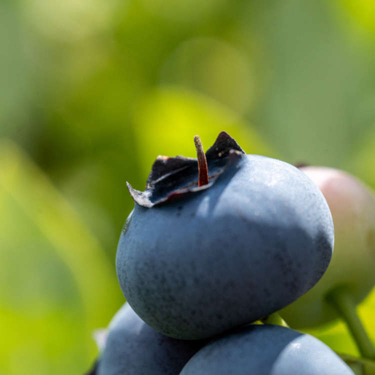 The Bite - Superfresh Growers